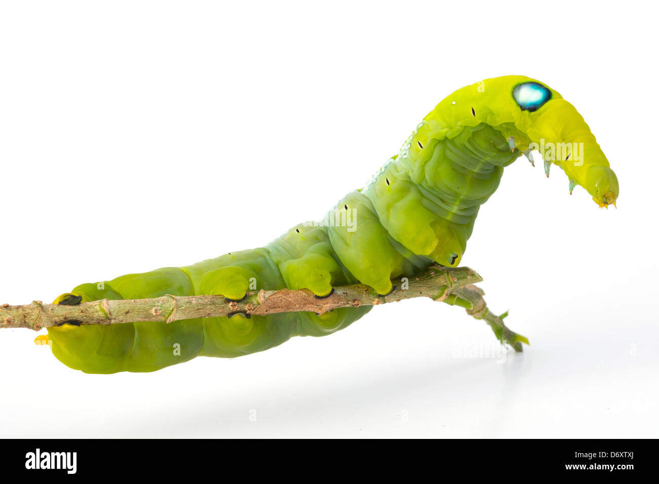 Green worm on branch isolated on white Stock Photo - Alamy
