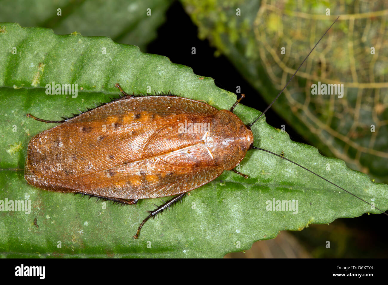 Cockroach hi-res stock photography and images - Alamy