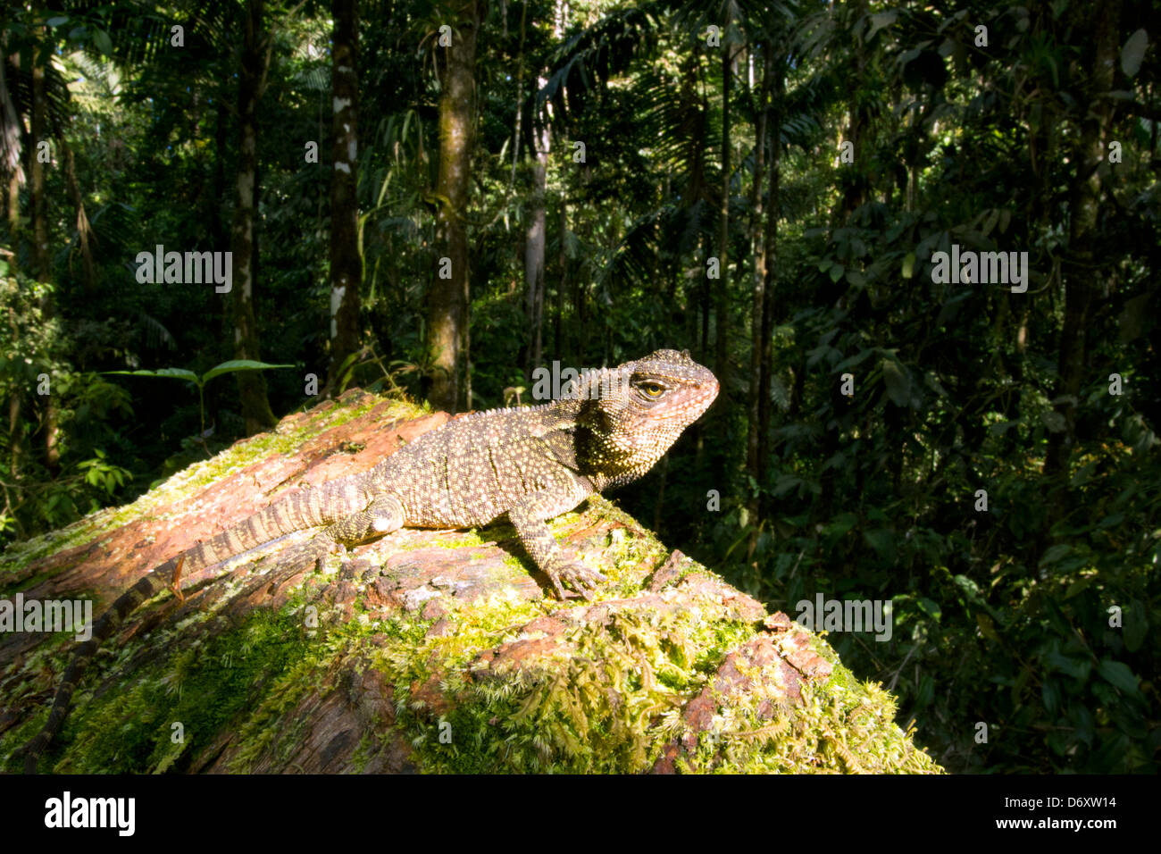 Amazon forest dragon (Enyalioides laticeps) basking in a patch of sun ...