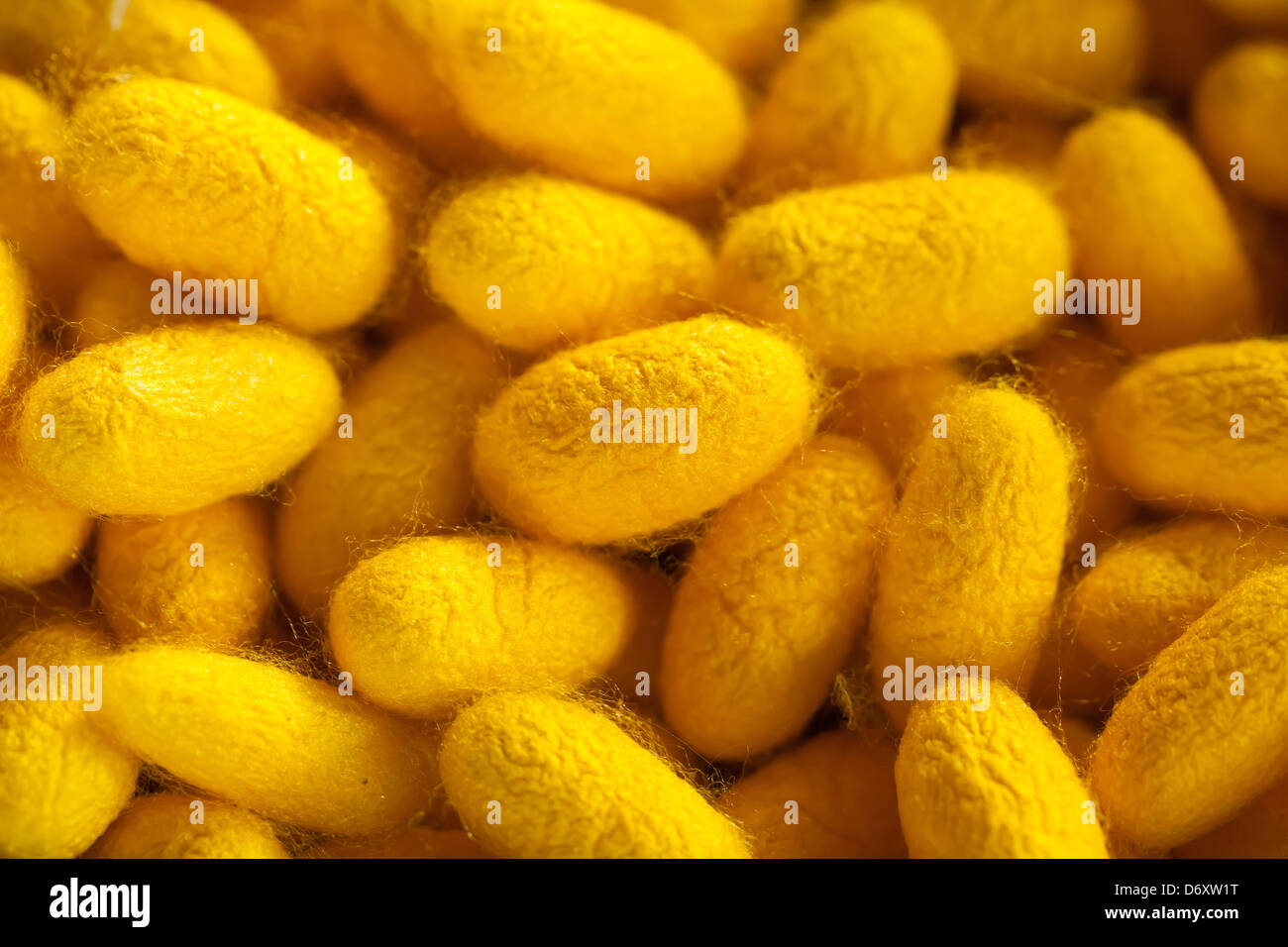 Silkworm Cocoon Colour