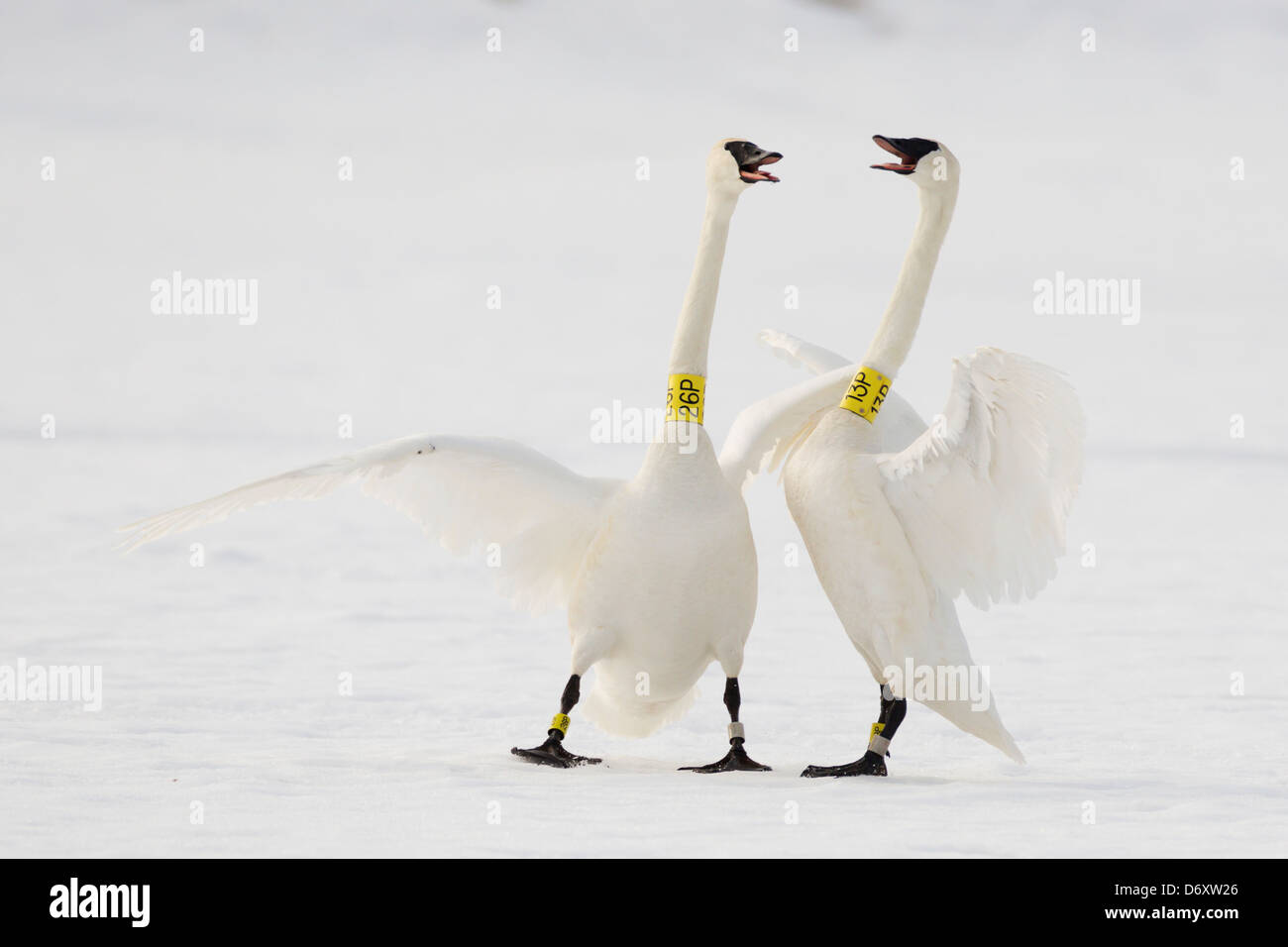 Two banded Trumpeter Swans in the wild interacting. Grantsburg ...