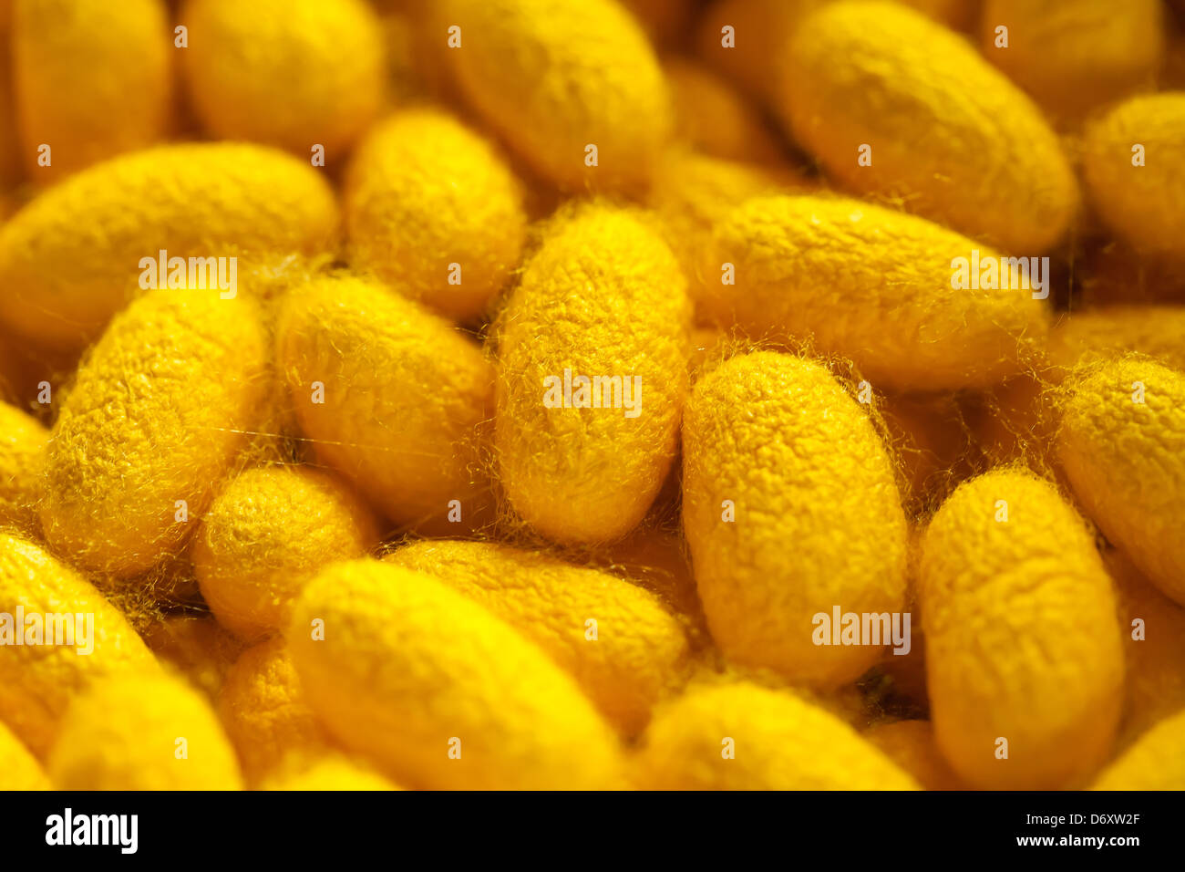 Silkworm Cocoon Colour