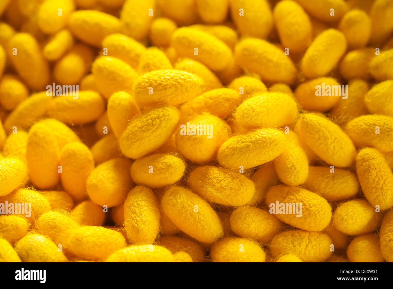 Close up Golden color silkworm cocoon Stock Photo - Alamy