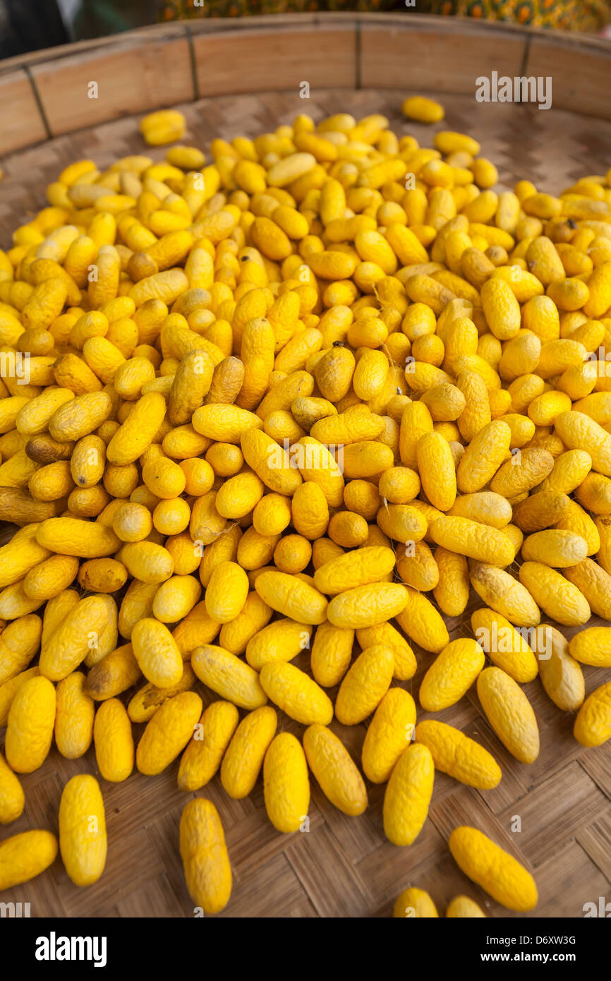 Close up Golden color silkworm cocoon Stock Photo - Alamy