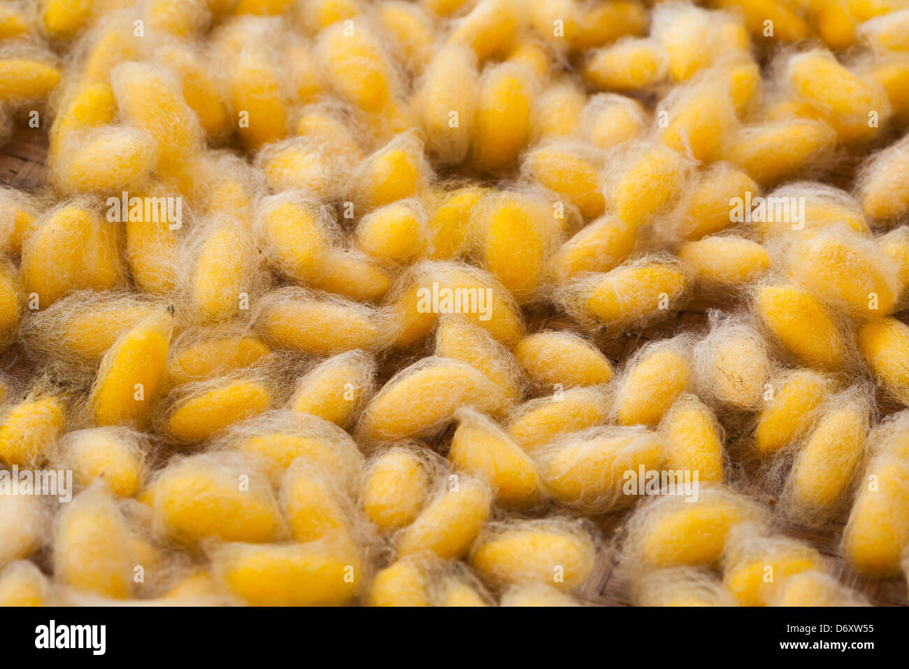 Close up Golden color silkworm cocoon Stock Photo - Alamy