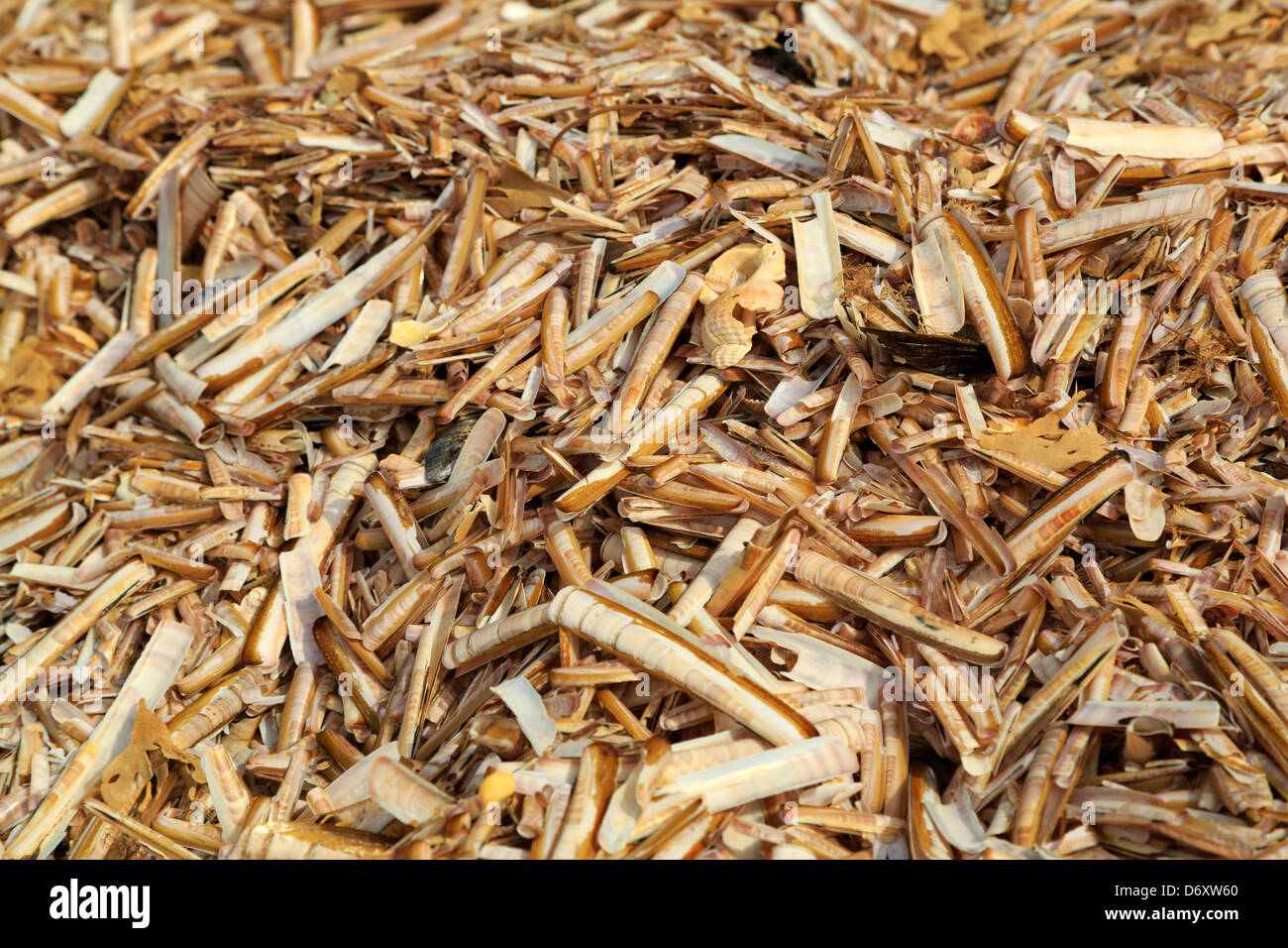 Razor clams shells washed up on the shores of Hunstanton beach, Norfolk ...