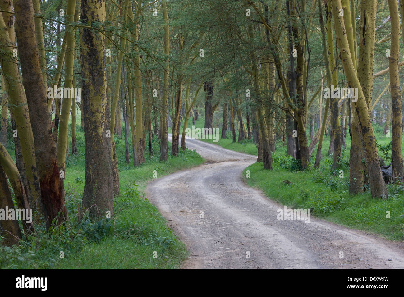 Path among trees in the savanna, Nakuru Kenya Stock Photo - Alamy
