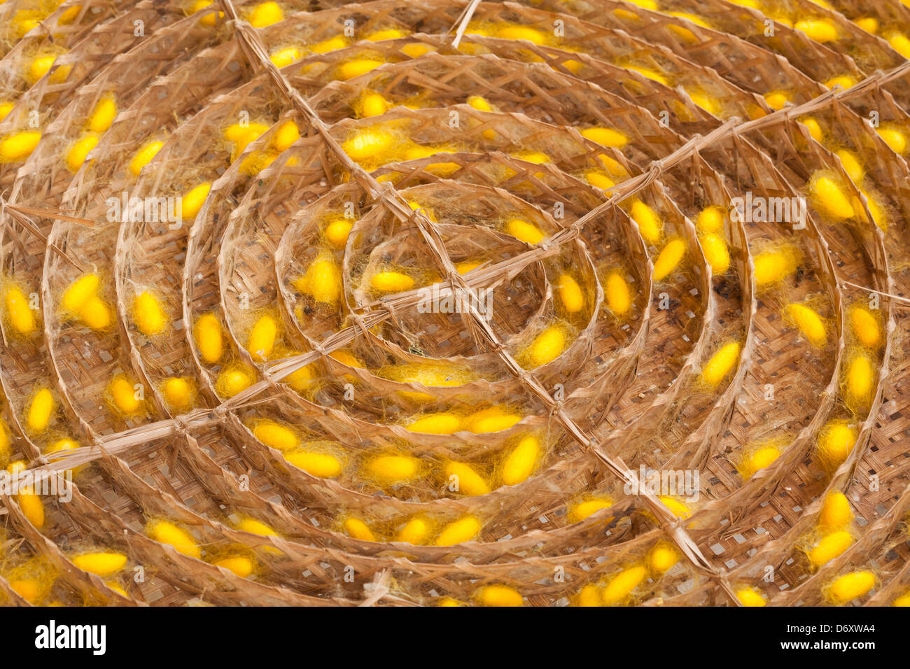 Close up Golden color silkworm cocoon Stock Photo - Alamy