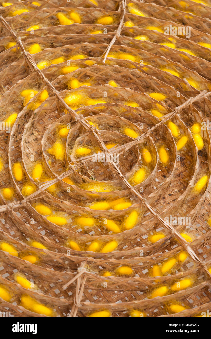Close up Golden color silkworm cocoon Stock Photo - Alamy