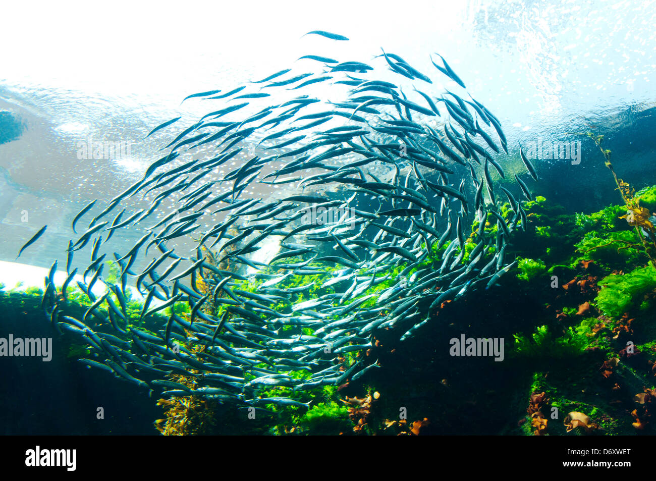 School of fish Stock Photo - Alamy