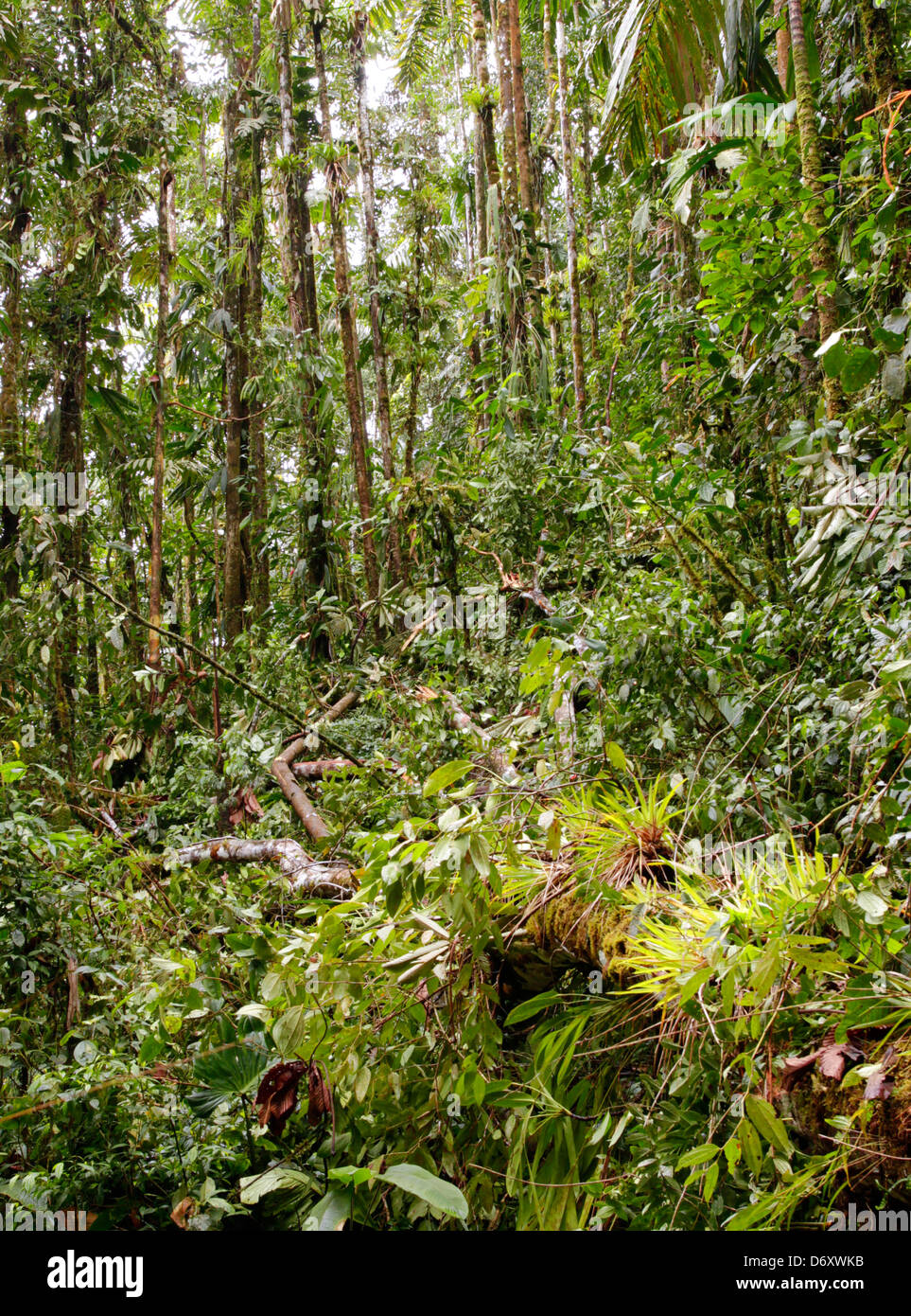 Amazon rainforest leaf fall hi-res stock photography and images - Alamy