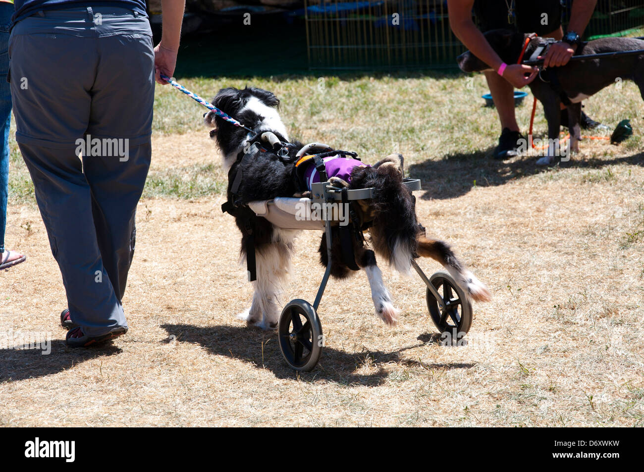 Disabled handicapped dog Stock Photo - Alamy