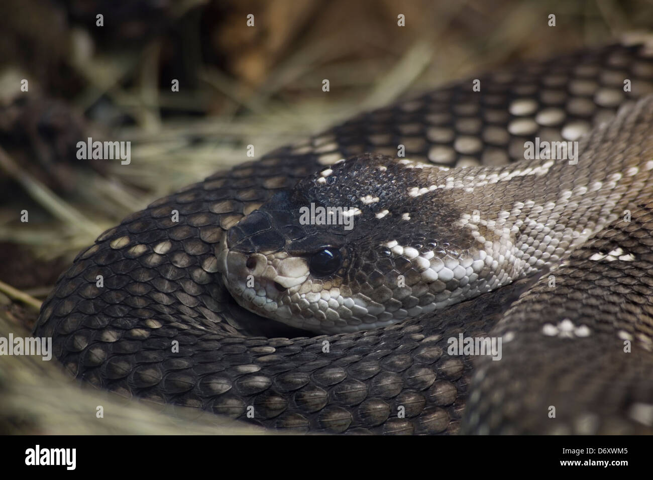 Mexican Black Tailed Rattlesnake, Crotalus Molossus Nigrescens Stock ...