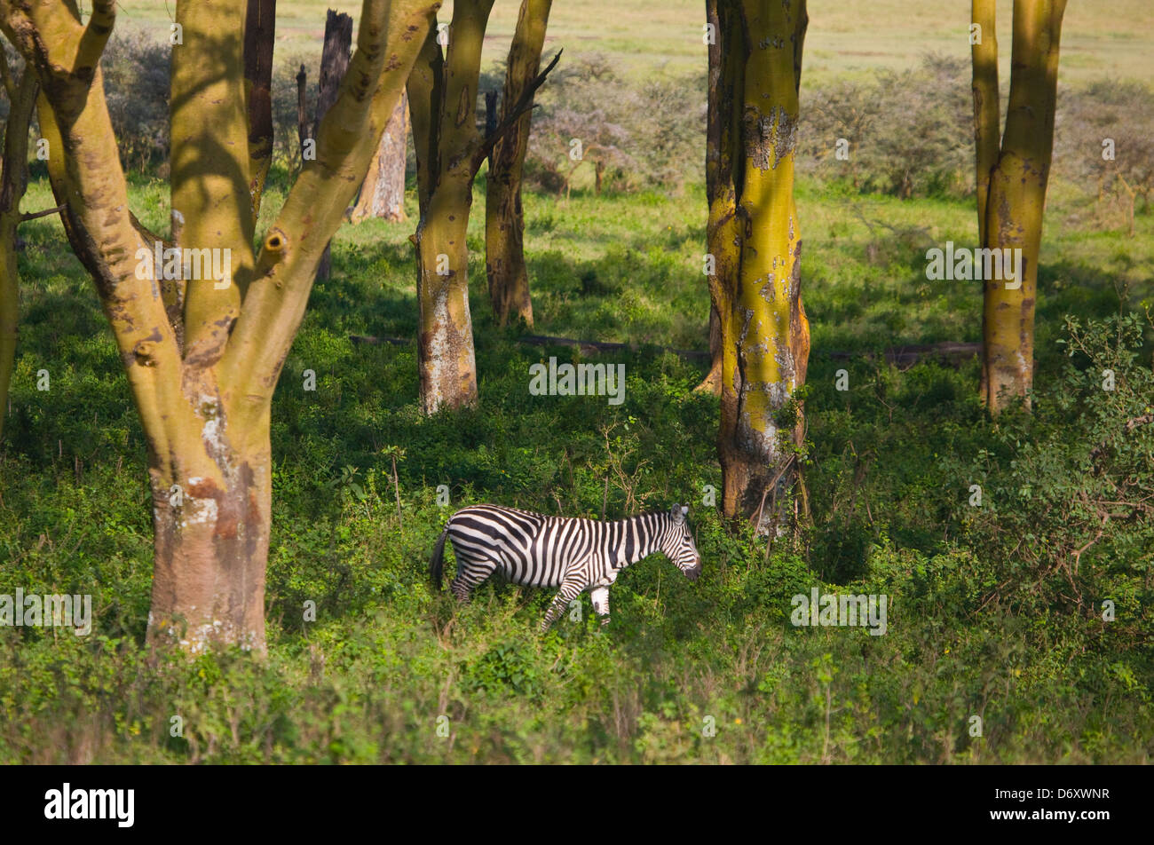 Kenya forest hi-res stock photography and images - Alamy