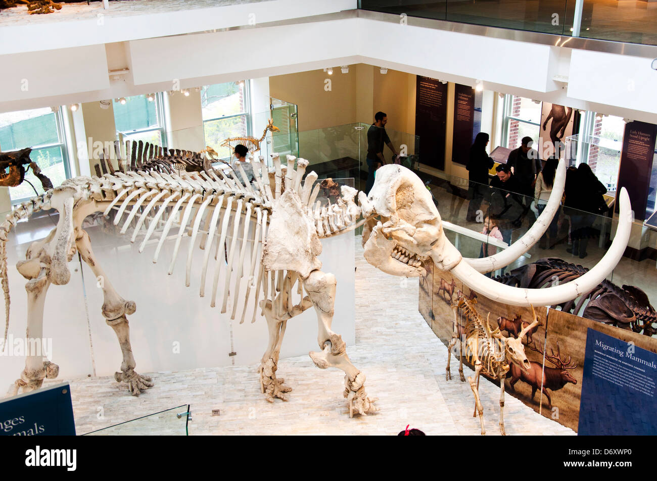 Mammoth Skeleton, Natural History Museum of Los Angeles Stock Photo - Alamy