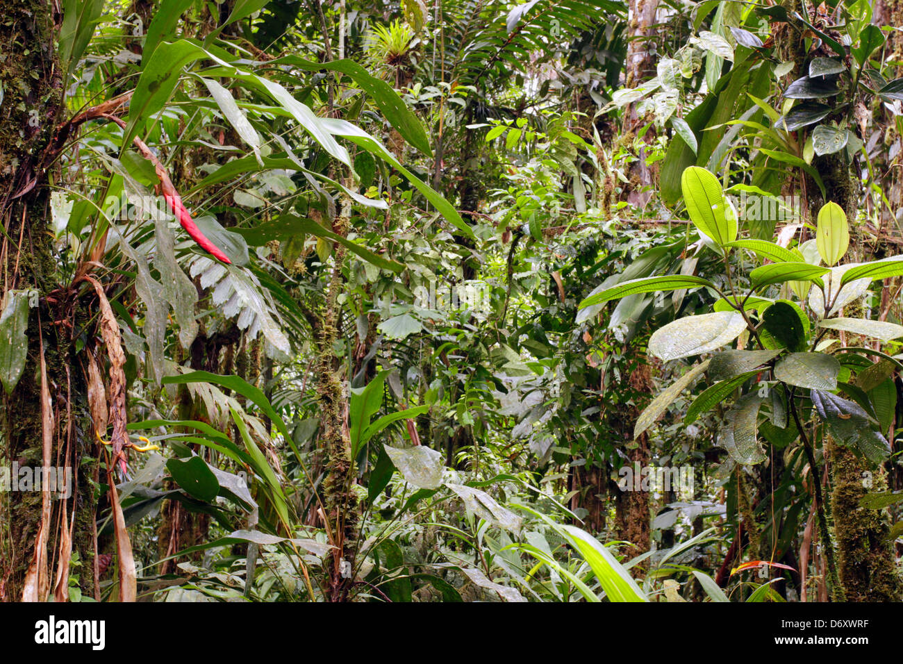Interior of primary tropical rainforest in Ecuador Stock Photo - Alamy