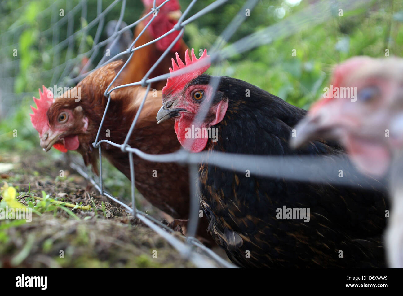 Birkach, Germany, chickens behind a fence in the outdoor enclosure ...