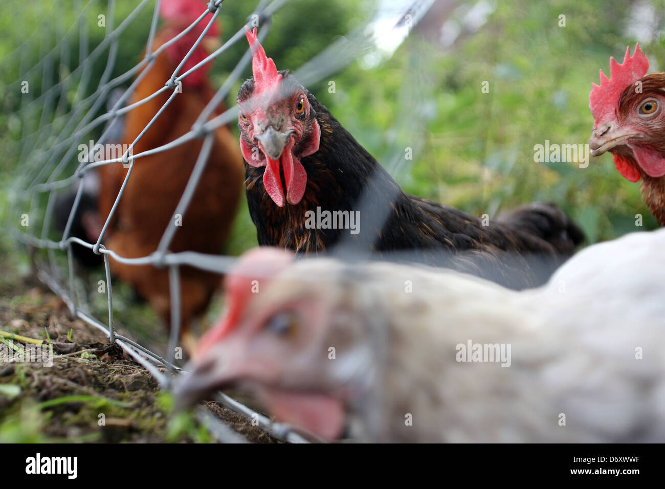 Chickens behind fence hi-res stock photography and images - Alamy