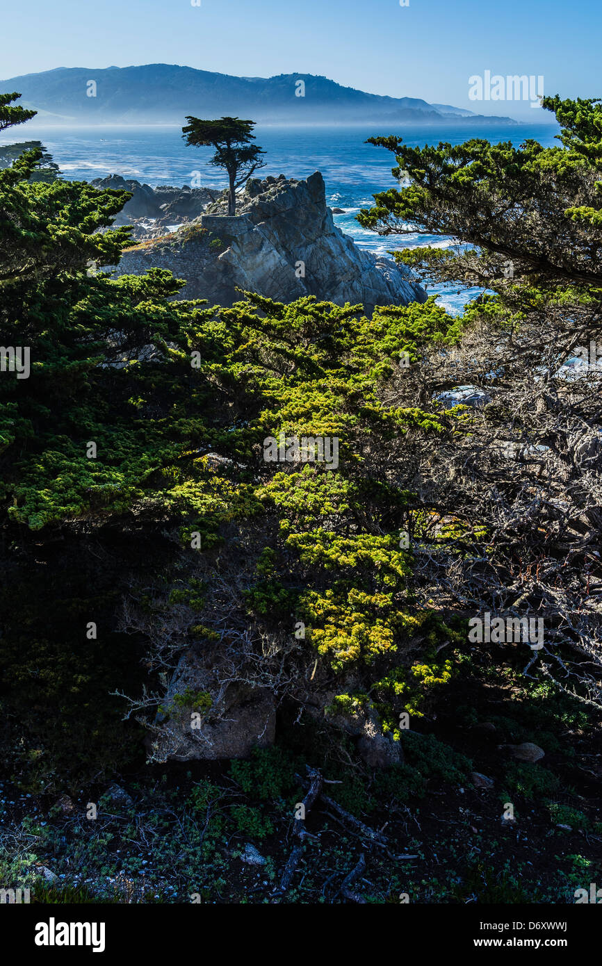 The famous Lone Cypress tree standing on rugged, bare, granite ...