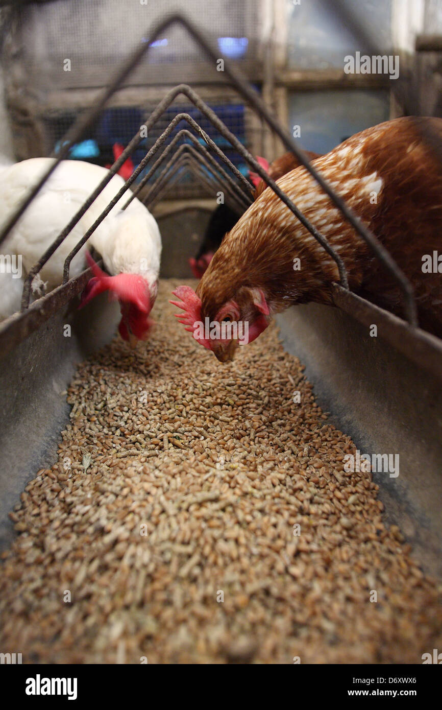 Poultry barn trough hi-res stock photography and images - Alamy