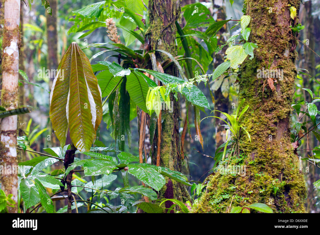 Tropical rainforest vegetation hi-res stock photography and images - Alamy