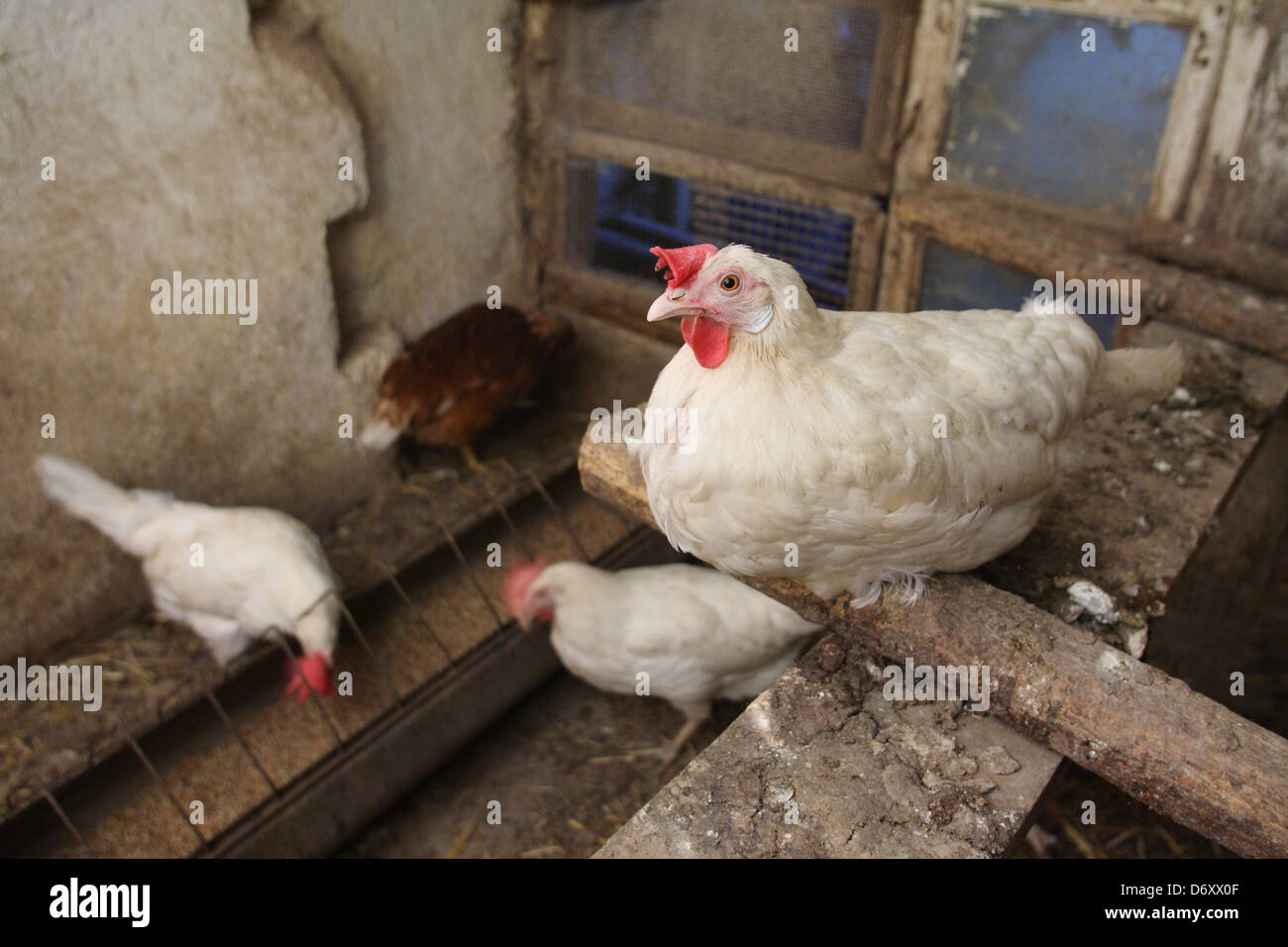 Birkach, Germany, chicken sitting in the barn on a pole Stock Photo - Alamy