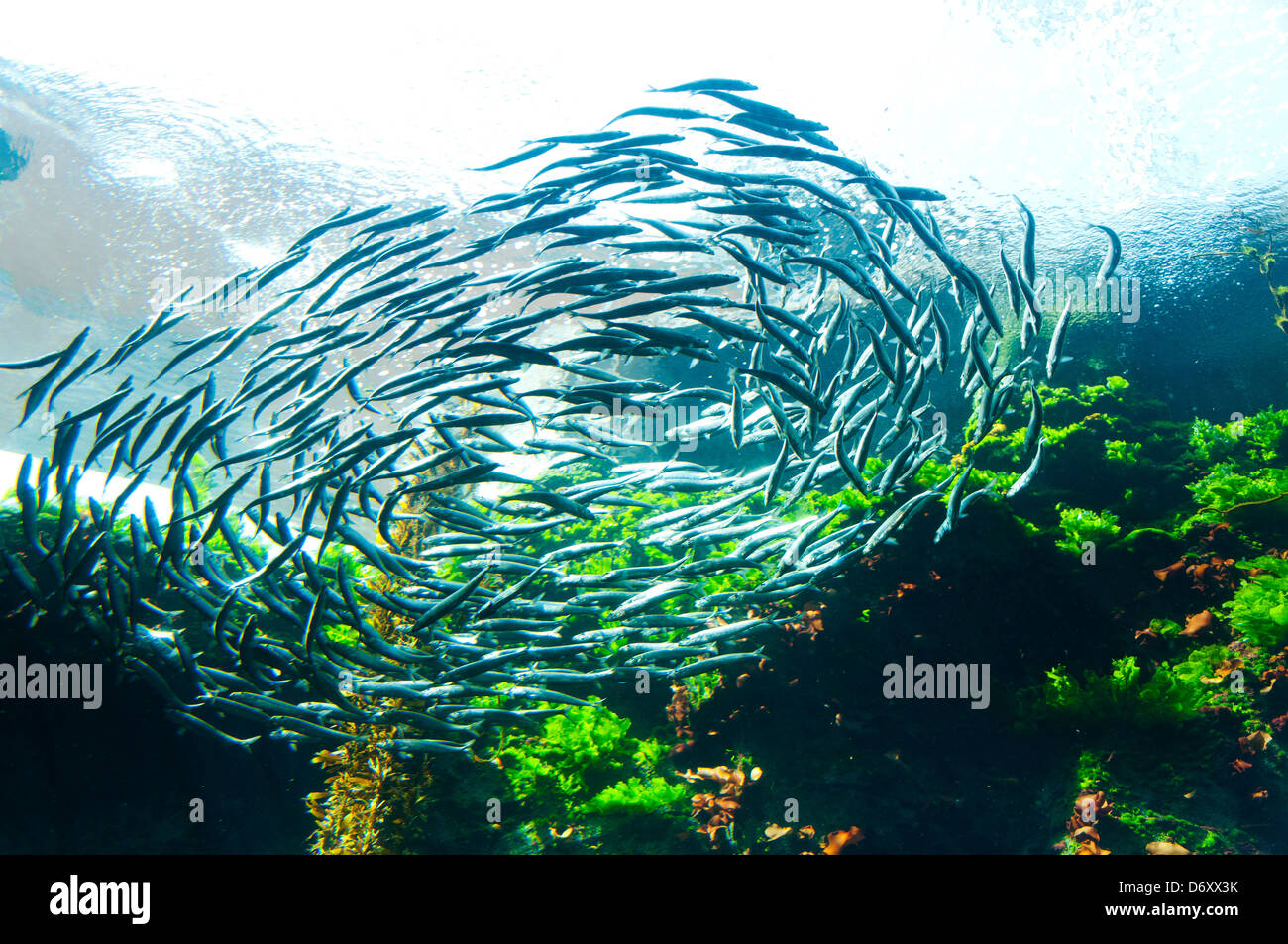 School of fish Stock Photo - Alamy