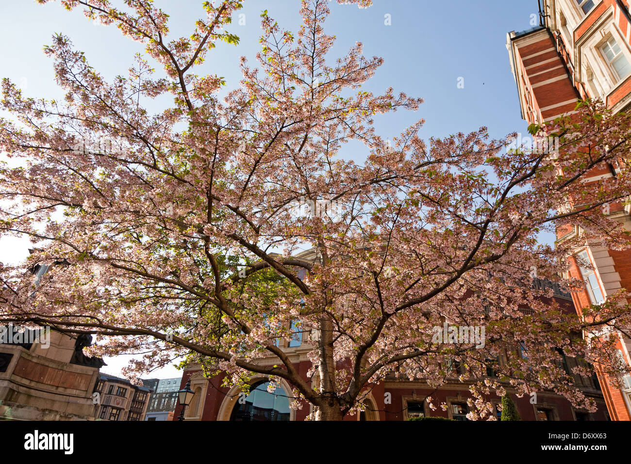 London blossom tree iconic hi-res stock photography and images - Alamy