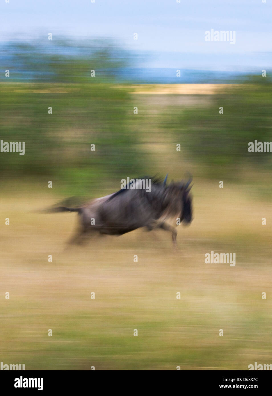 Wildebeest running, Masai Mara, Kenya Stock Photo - Alamy