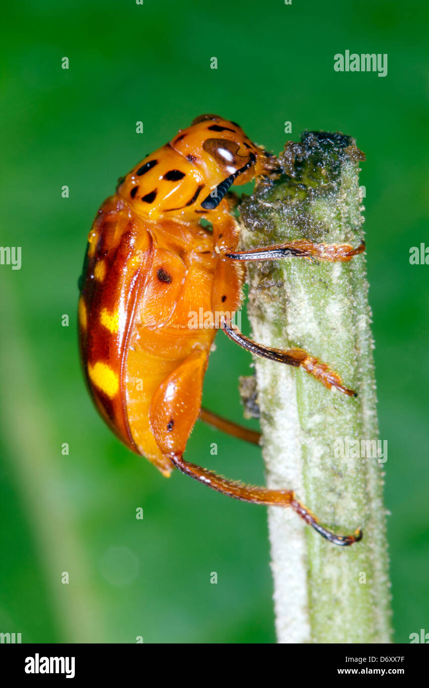 Amazon beetle hi-res stock photography and images - Alamy