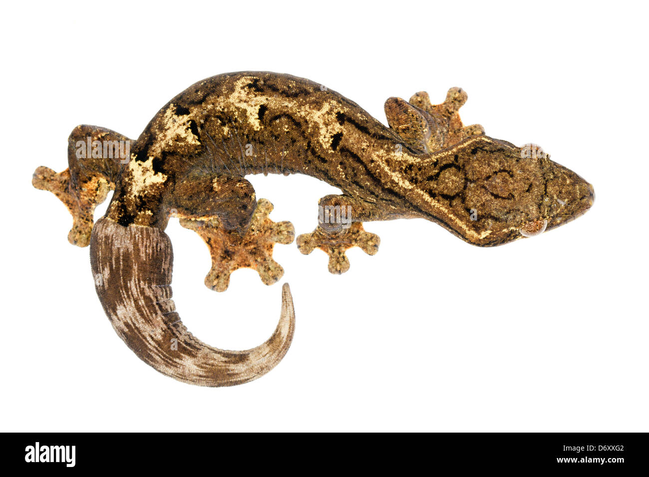 Turnip Tailed Gecko (Thecadactylus solimoensis) from Ecuador Stock ...