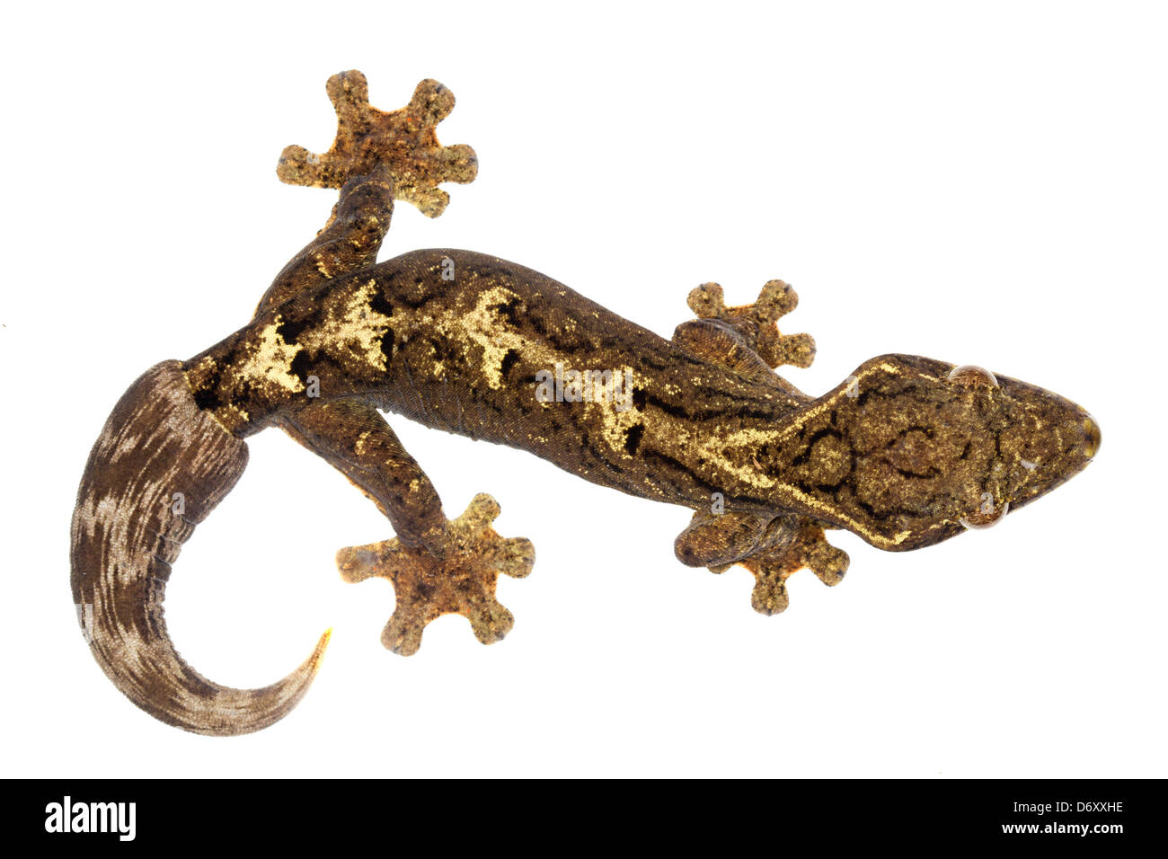 Gecko Climbing Stock Photos & Gecko Climbing Stock Images - Alamy
