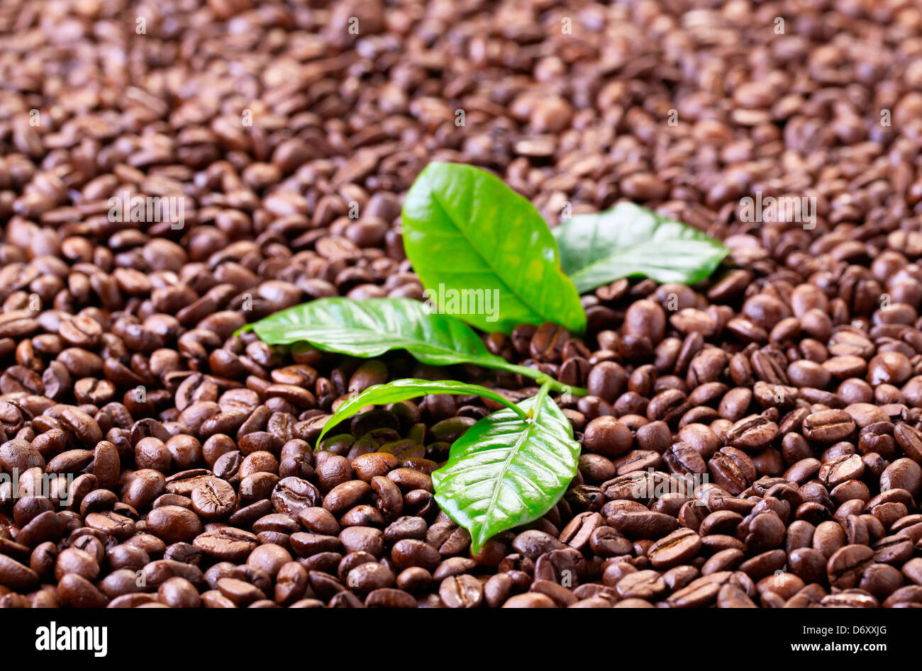 Coffee beans and fresh leaves - closeup Stock Photo - Alamy