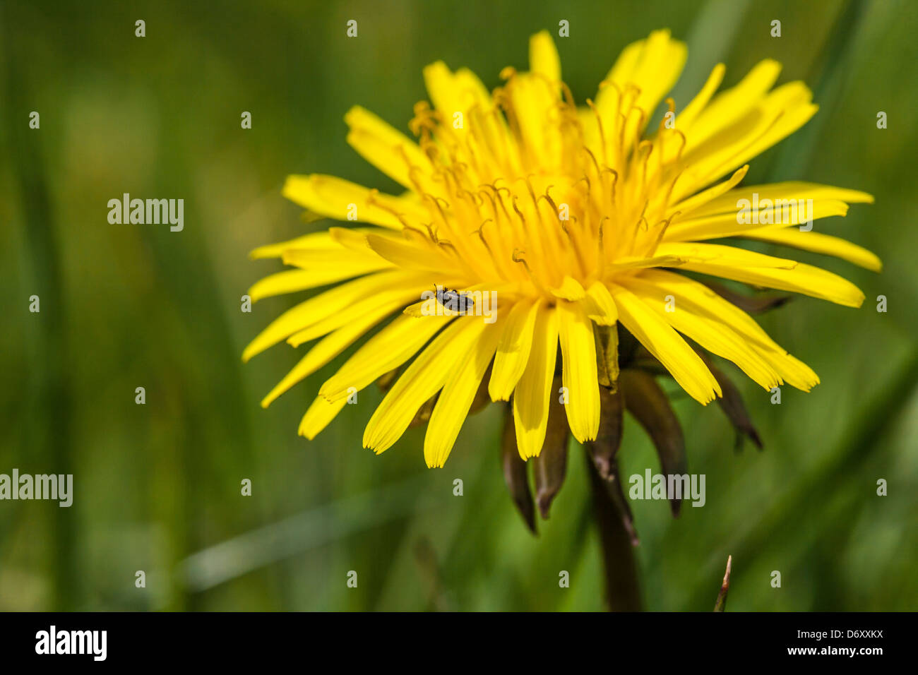 Common dandelion wild flower, London, England, UK Stock Photo - Alamy