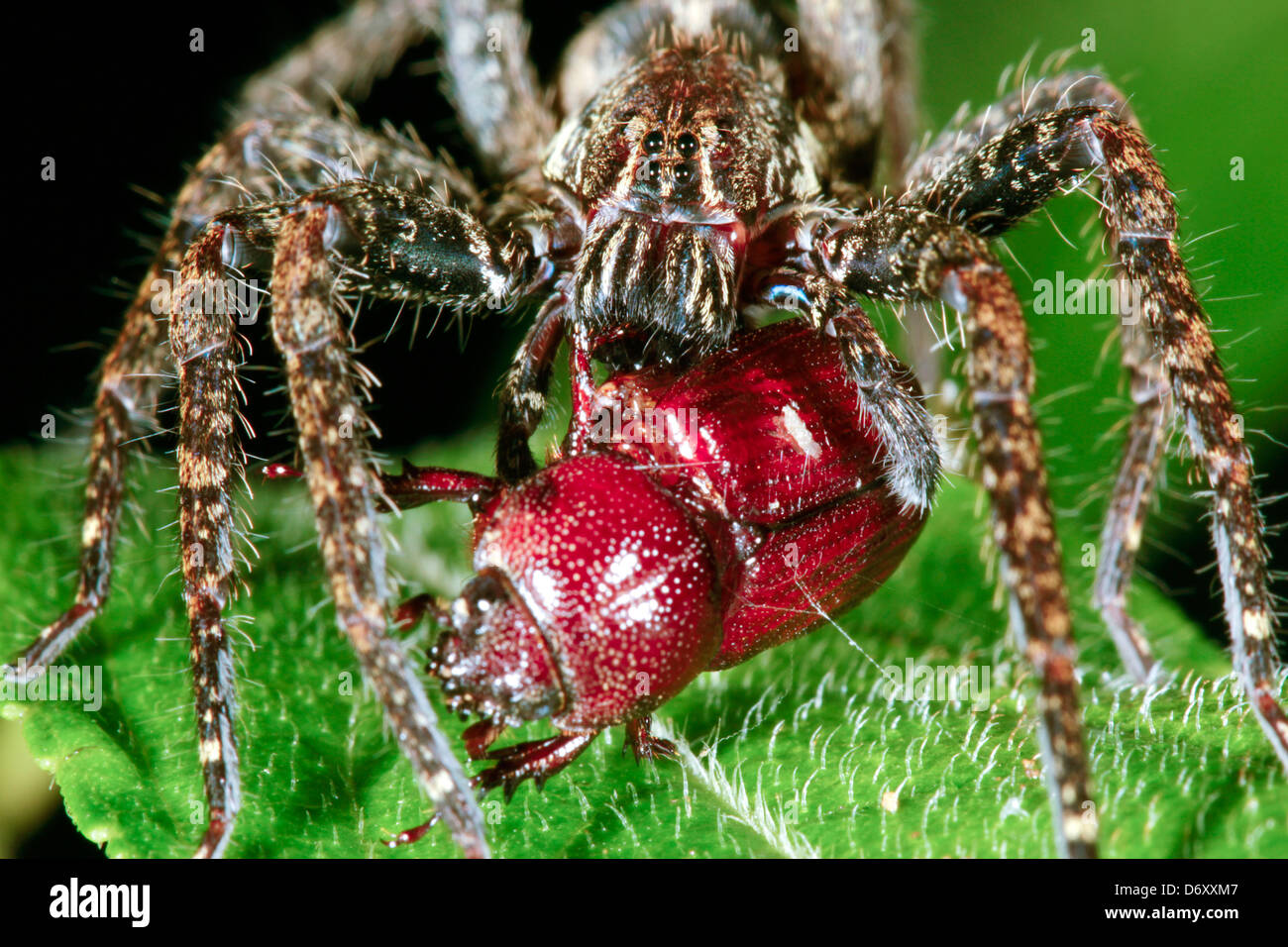 Wandering spider (family Ctenidae) eating a beetle in the rainforest ...