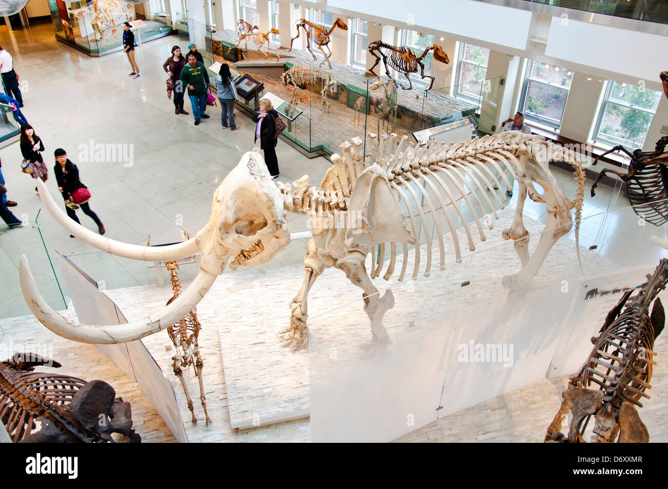 Mammoth Skeleton, Natural History Museum of Los Angeles Stock Photo - Alamy