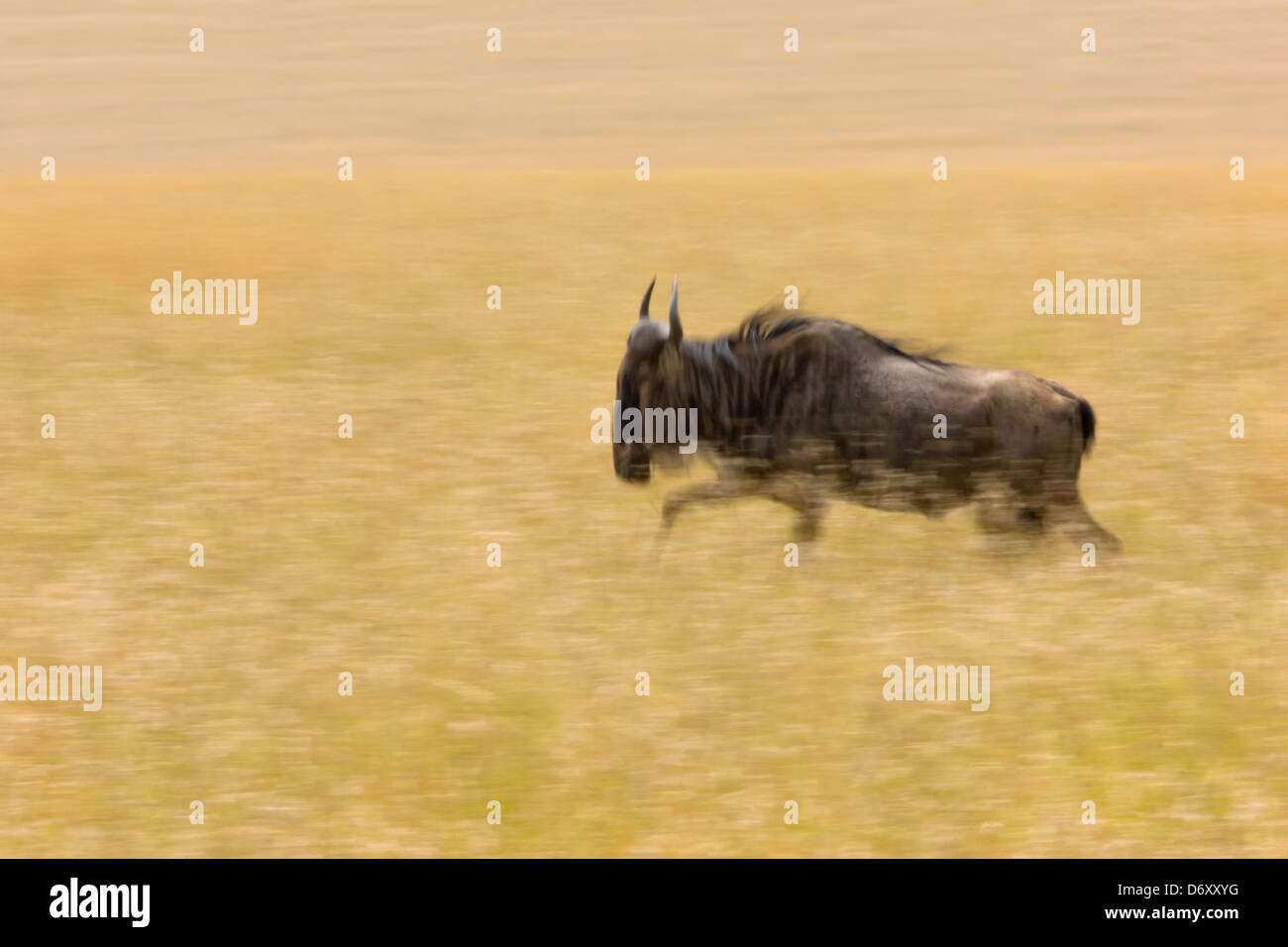 Wildebeest migration on the savannah, Masai Mara, Kenya Stock Photo - Alamy