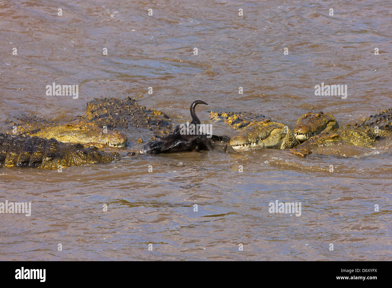 Crocodiles eating wildebeest, Masai Mara, Kenya Stock Photo - Alamy