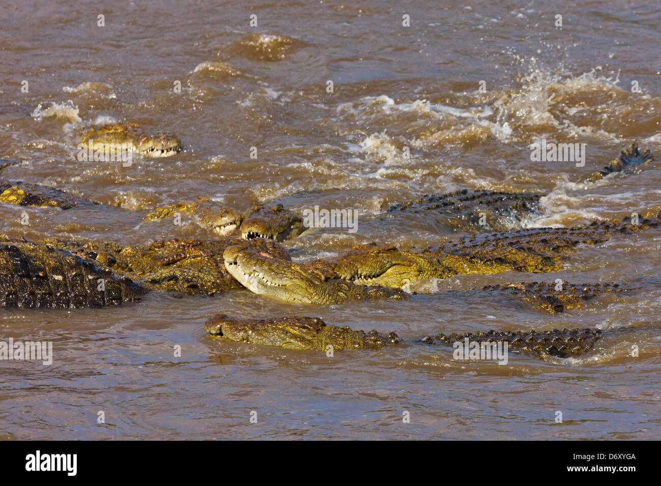 Crocodiles eating wildebeest, Masai Mara, Kenya Stock Photo - Alamy