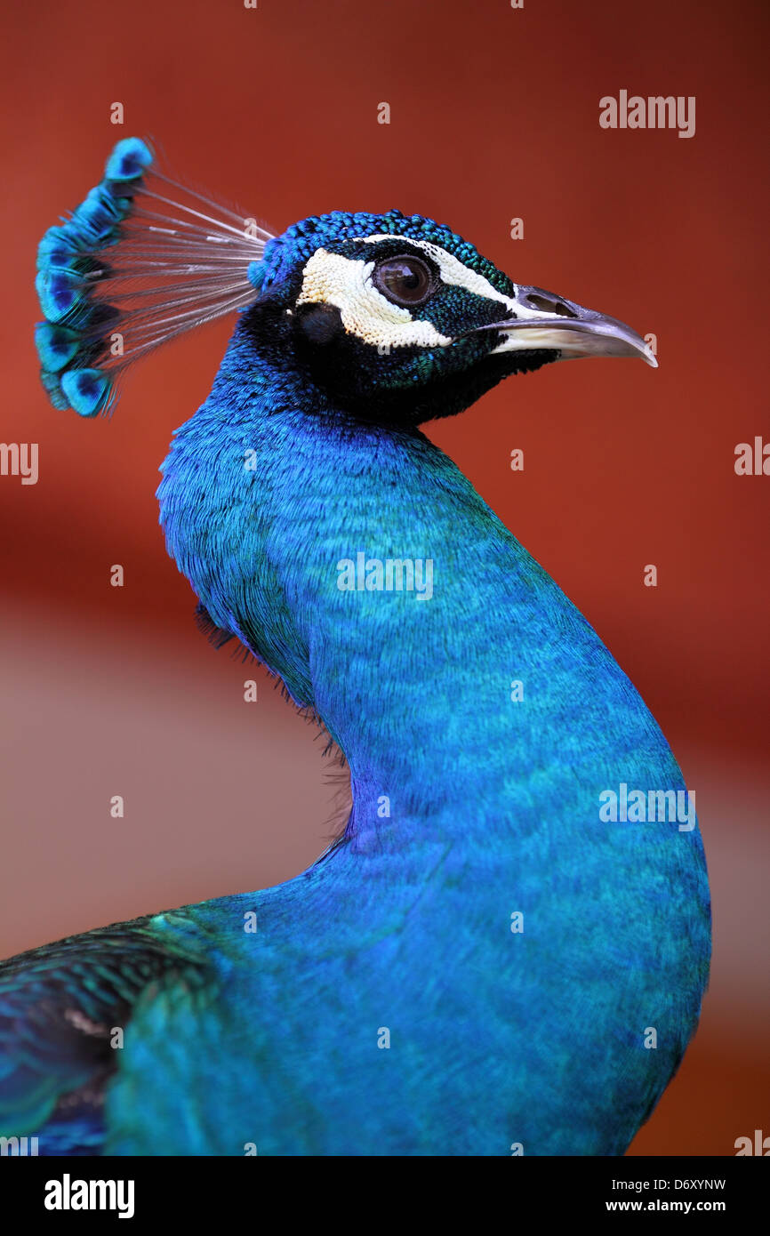 Peacock profile hi-res stock photography and images - Alamy