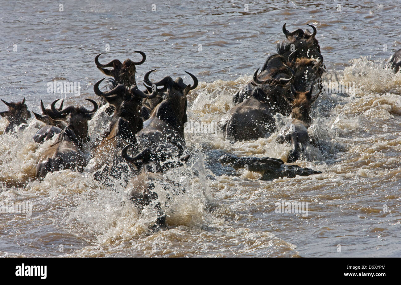 Wildebeest migration, crossing the Masai River, Masai Mara, Kenya Stock ...
