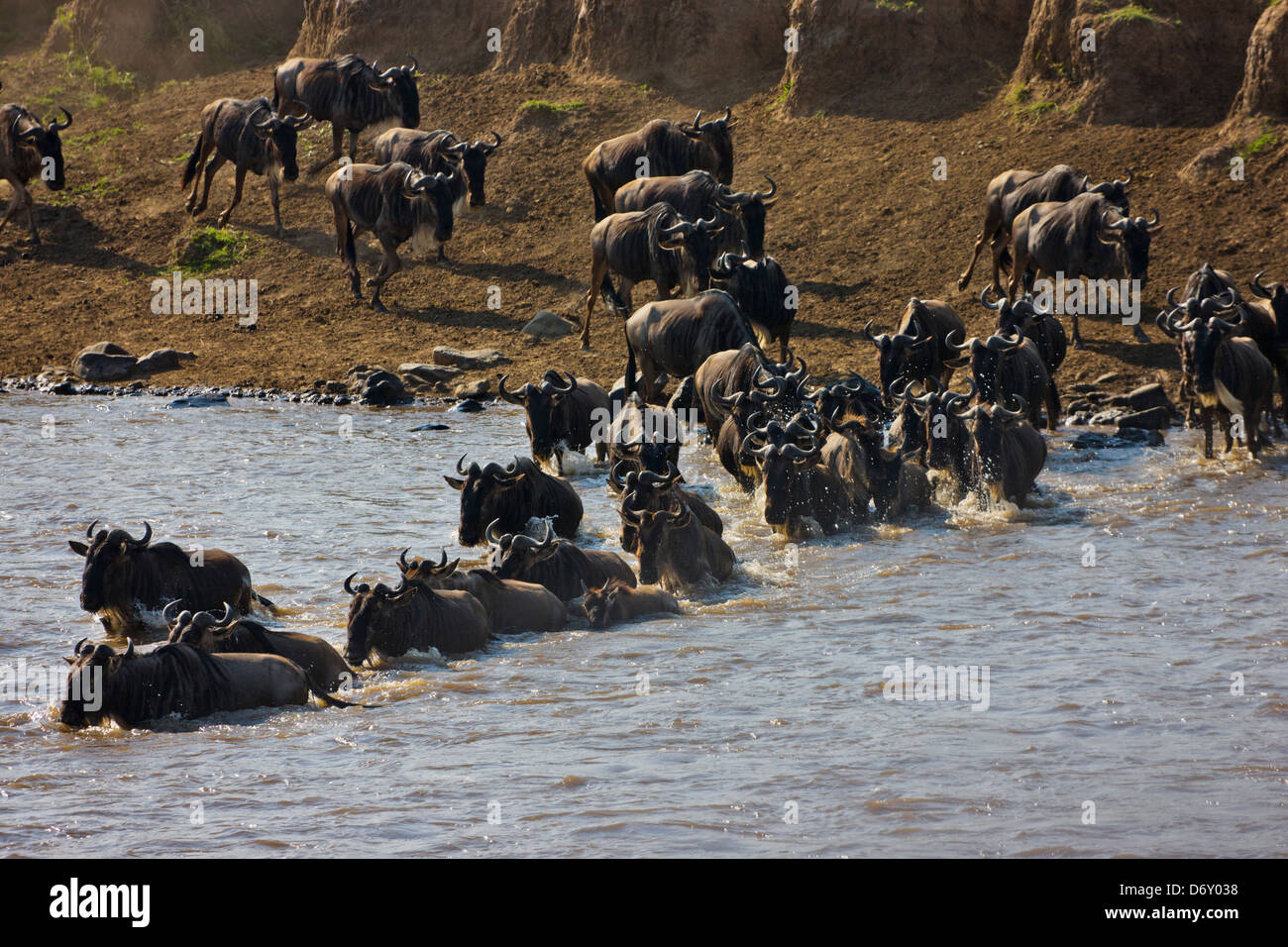 Wildebeest migration, crossing the Masai River, Masai Mara, Kenya Stock ...