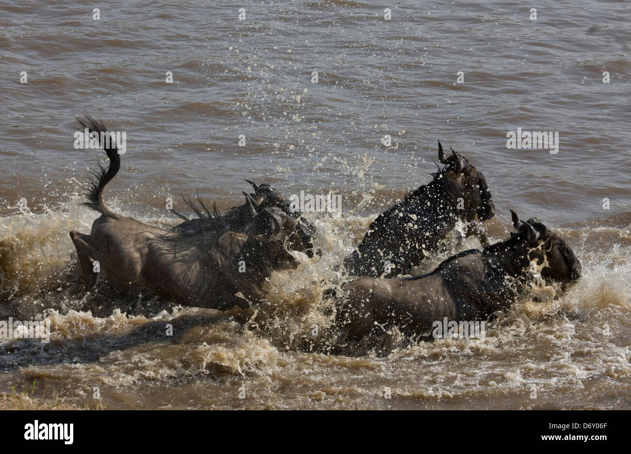 Wildebeest migration, crossing the Masai River, Masai Mara, Kenya Stock ...