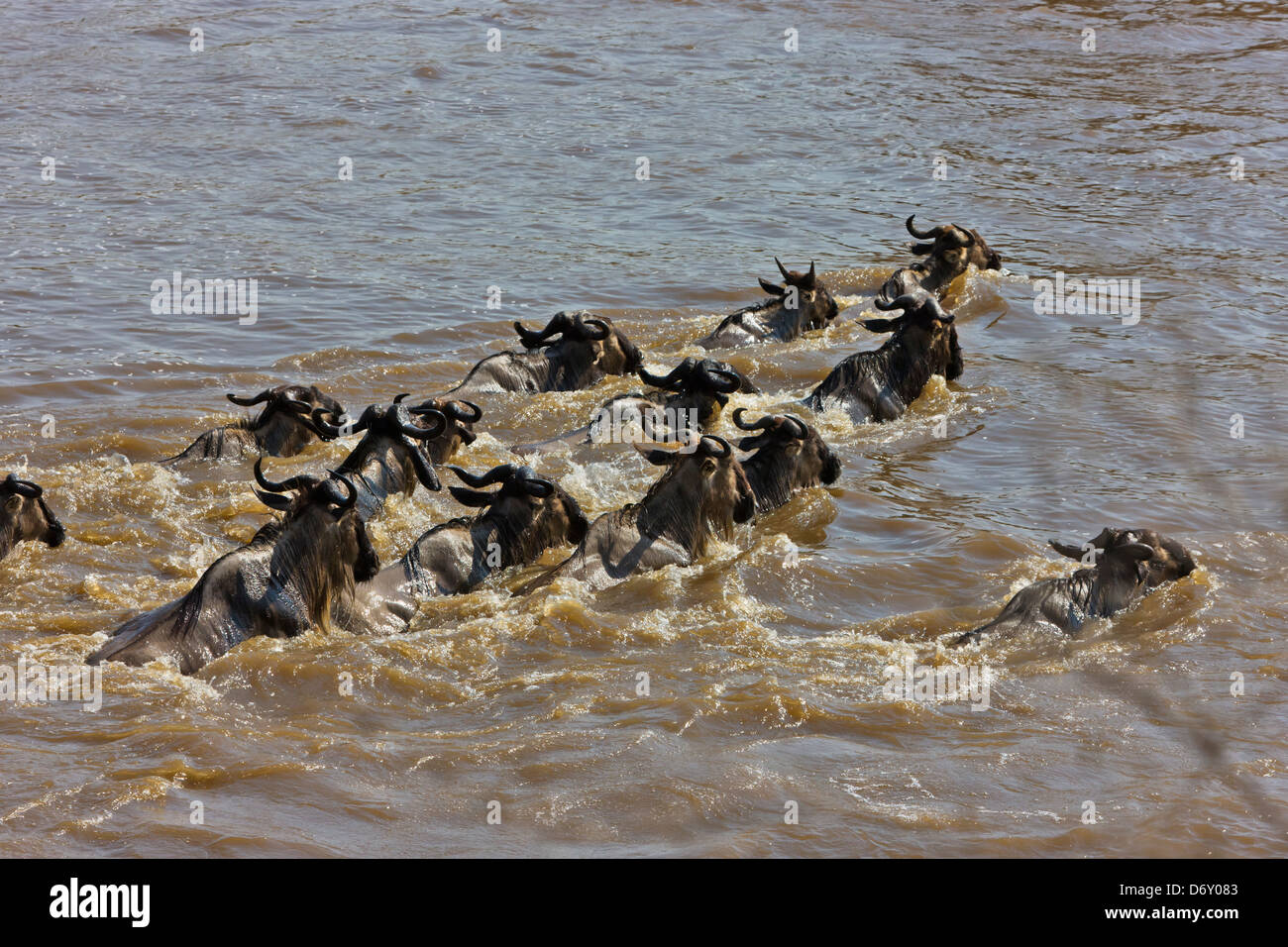 Wildebeest migration, crossing the Masai River, Masai Mara, Kenya Stock ...