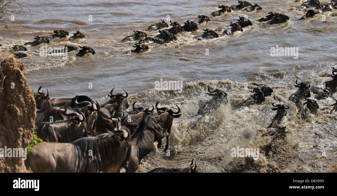 Wildebeest migration, crossing the Masai River, Masai Mara, Kenya Stock ...