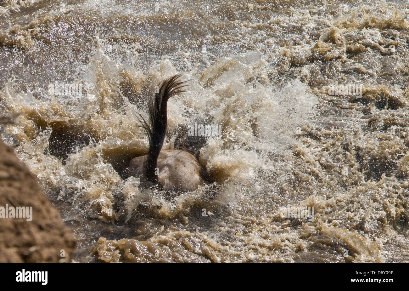 Wildebeest migration, crossing the Masai River, Masai Mara, Kenya Stock ...