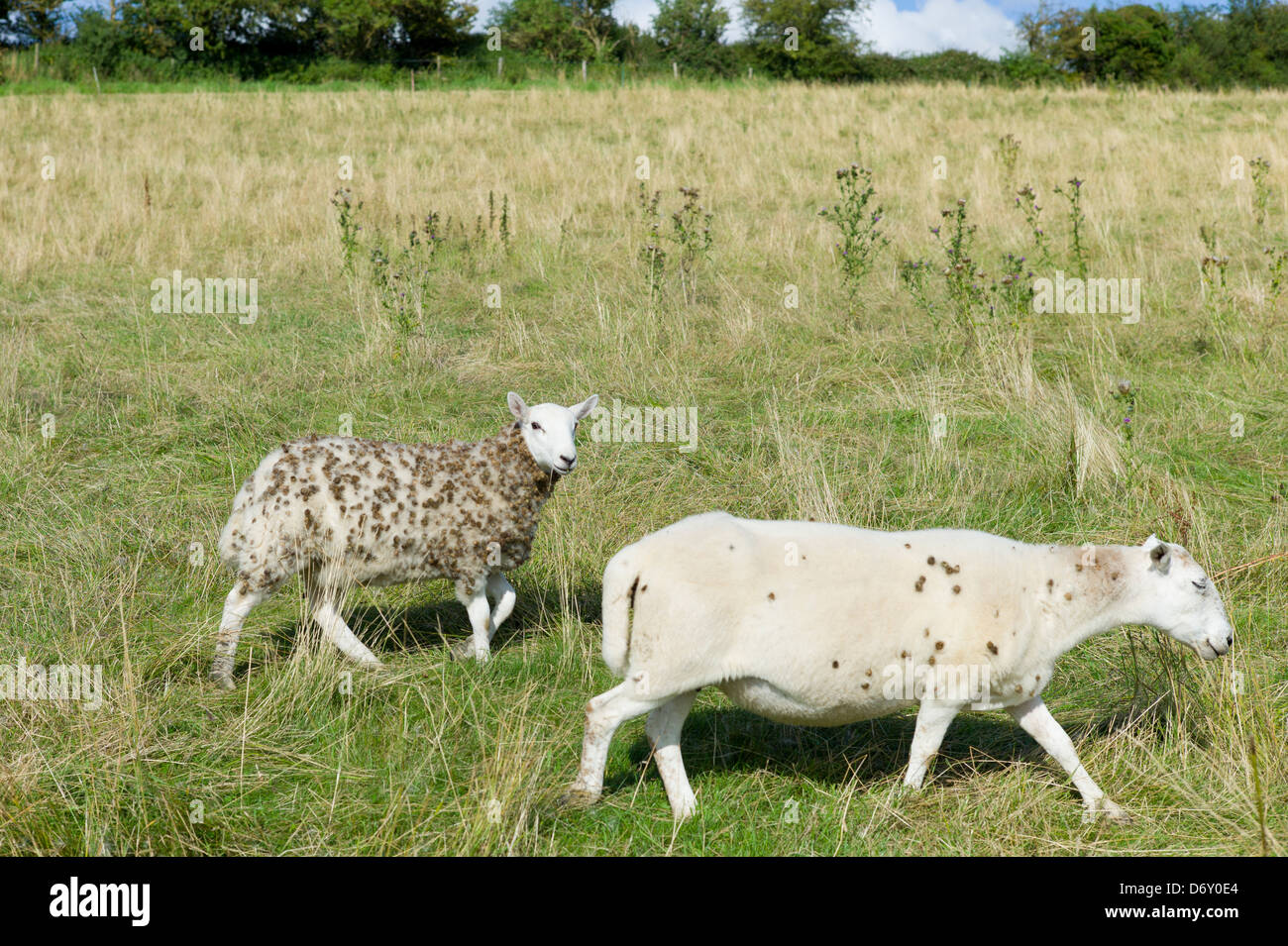 Sheep with woollen fleece matted with seeds and burrs in meadow in The ...