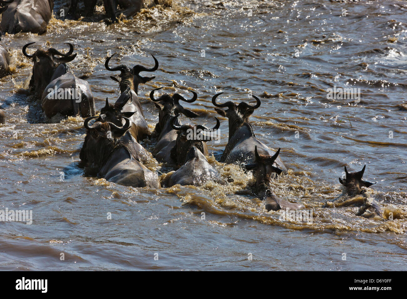 Wildebeest migration, crossing the Masai River, Masai Mara, Kenya Stock ...