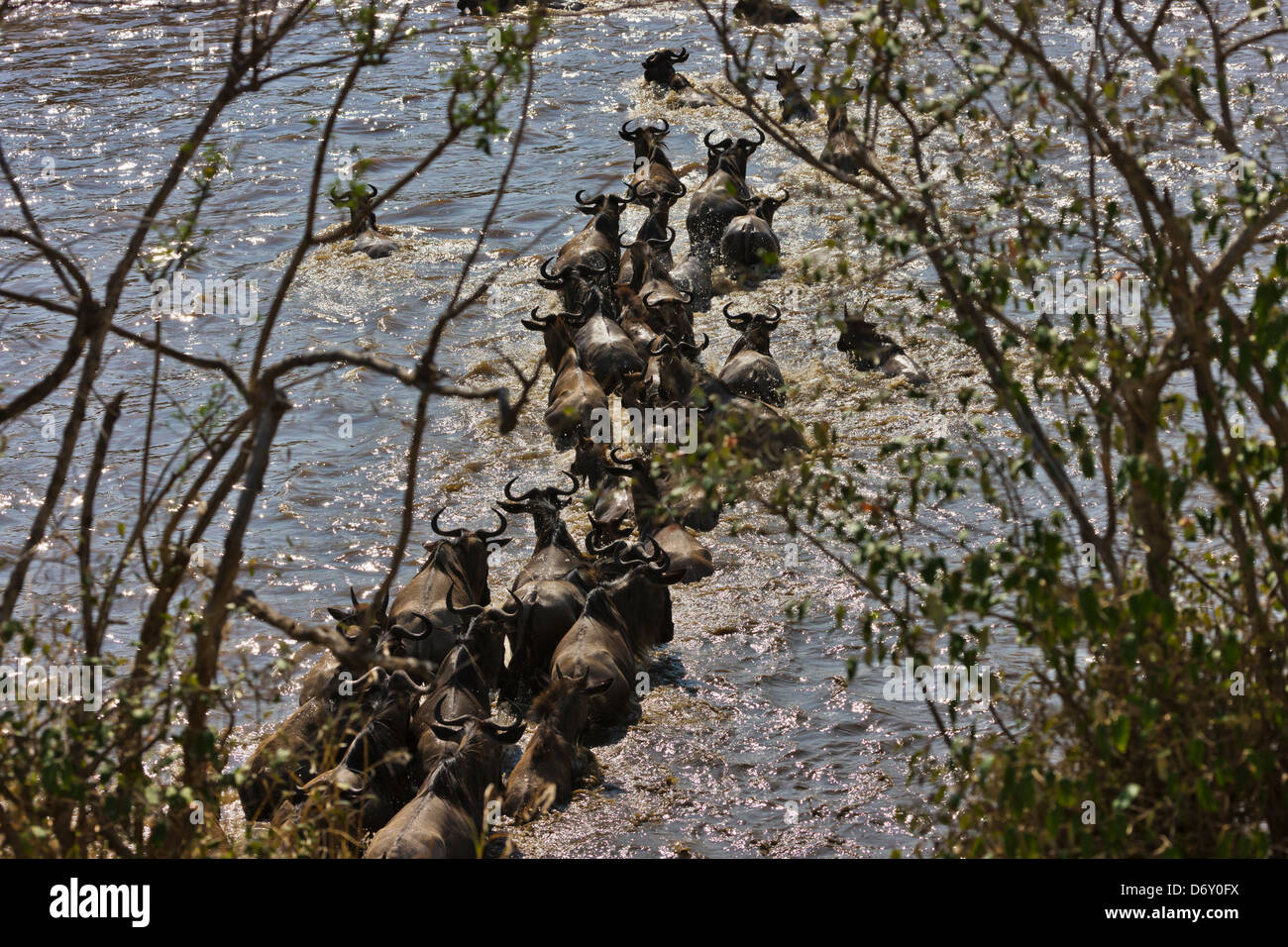 Wildebeest migration, crossing the Masai River, Masai Mara, Kenya Stock ...