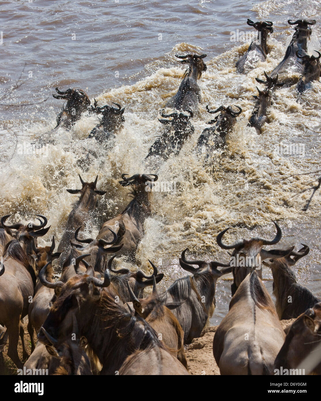 Wildebeest migration, crossing the Masai River, Masai Mara, Kenya Stock ...
